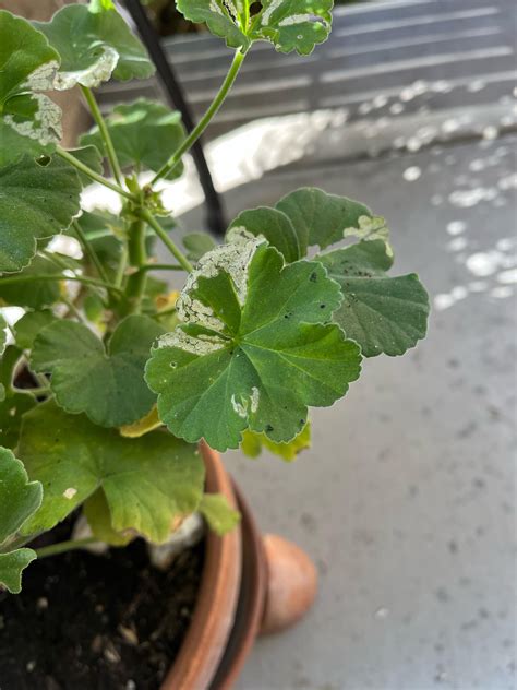 Leaf Bug What Is Damaging My Geranium Leaves R Houseplants