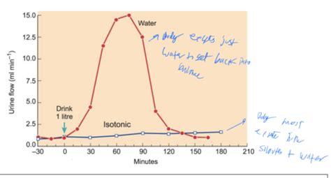 Regulation Of Body Fluid Osmolality And Volume Flashcards Quizlet
