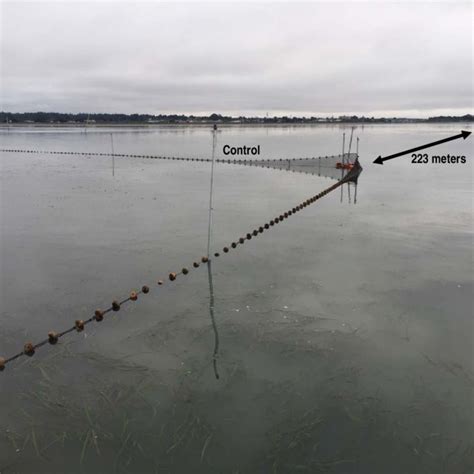 Figure A 6 Example Of Fyke Net Set Up For The Comparative Habitat Project Download Scientific