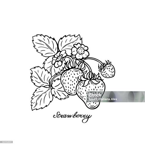 딸기 흑백 열매 손으로 그린 평면 이미지입니다 벡터 그림 0명에 대한 스톡 벡터 아트 및 기타 이미지 0명 개체 그룹 건강한 식생활 Istock