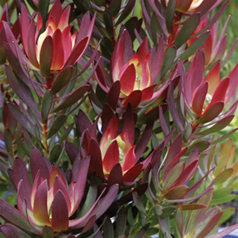 Leucadendron Safari Sunset — Mosgiel Garden Place