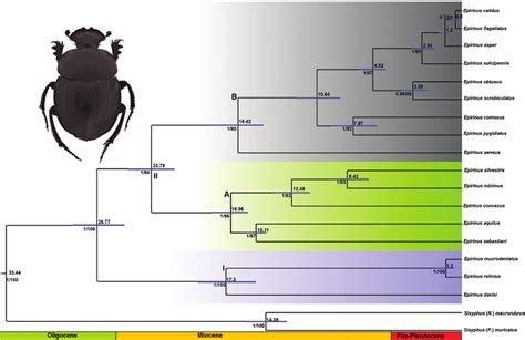phylogram of combined data set analysis coi 16s cad and 28s rdna