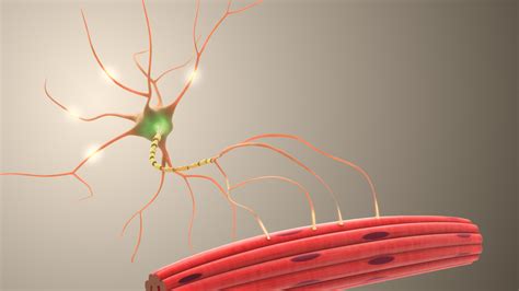 Neuron 3d Neuron Download Free 3d Model By Versal Versal