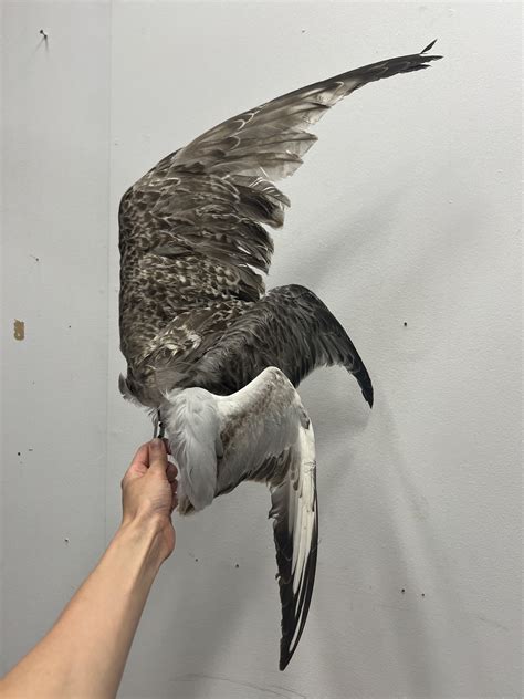 Help An Artist Choose A Servo Robotics Arduino Forum