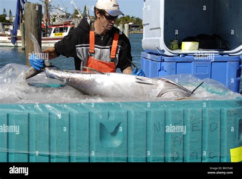 Could Go Under Australias Tuna Fishing Industry Affected By Foreign