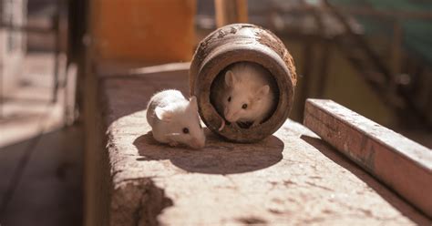 Are Your Pet Mice Hibernating Heres What You Need To Know