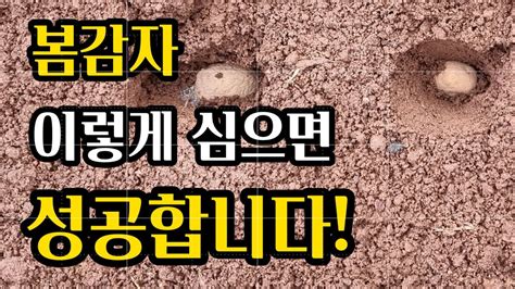 텃밭에 봄감자 안전하게 심을려면감자심는시기감자심는방법봄감자파종시기감자파종시기씨감자소독씨감자필요량감자