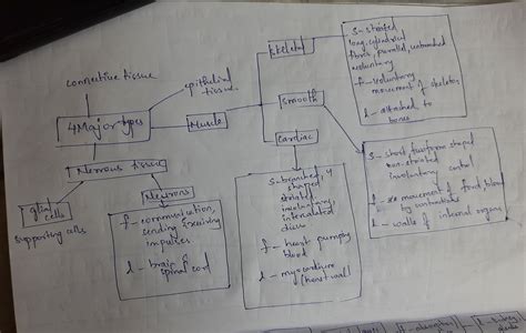 Solved Concept Map Of The Major Tissue Types And Their Subcategories