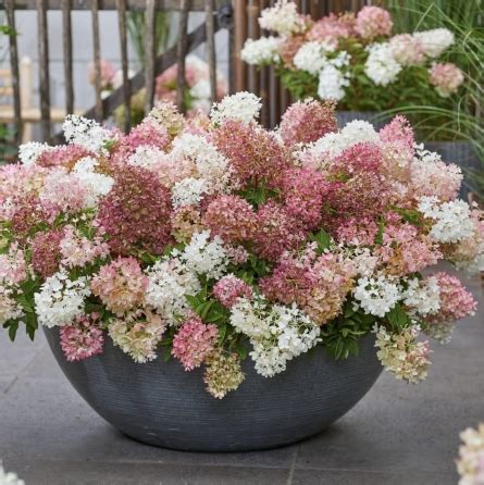 Метельчатые : Hydrangea pan.Groundbreaker NEW!! НОВИНКА 2024. СУПЕР ...