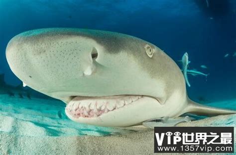 老板养柠檬鲨作为身份的象征，生性凶猛价格昂贵vip世界之最