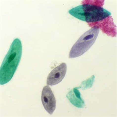 Cole Parmer® Prepared Microscope Slides Protozoa And Algae From Cole Parmer