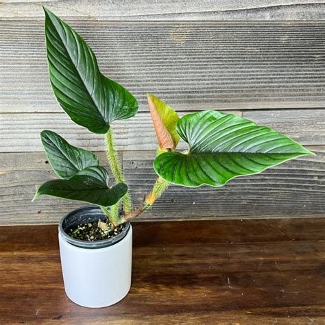 Philodendron Serpens 4 Pot Plant Hawaii