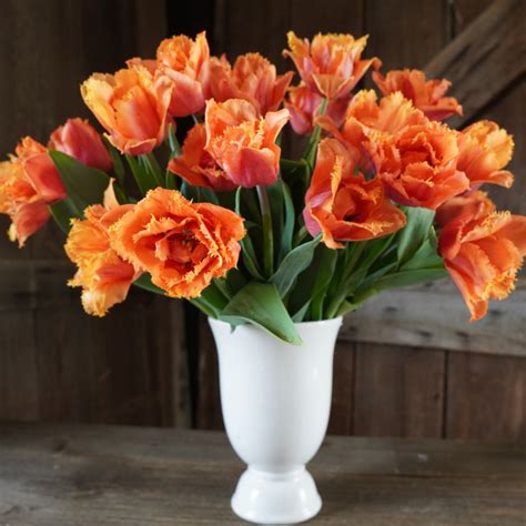 Tulip Orange Passion 20 Bulbs Two Sisters Flower Farm