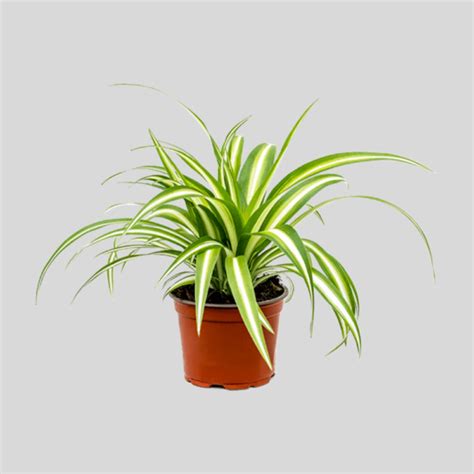 Spider Plant Sri Sai Nursery Garden