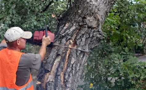 Як отримати дозвіл на видалення зелених насаджень у межах міста селища і сіл Решетилівщина Ua