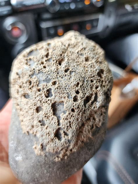 Is This A Coral R Fossilid
