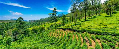 Building A Simple Weather App With An Api