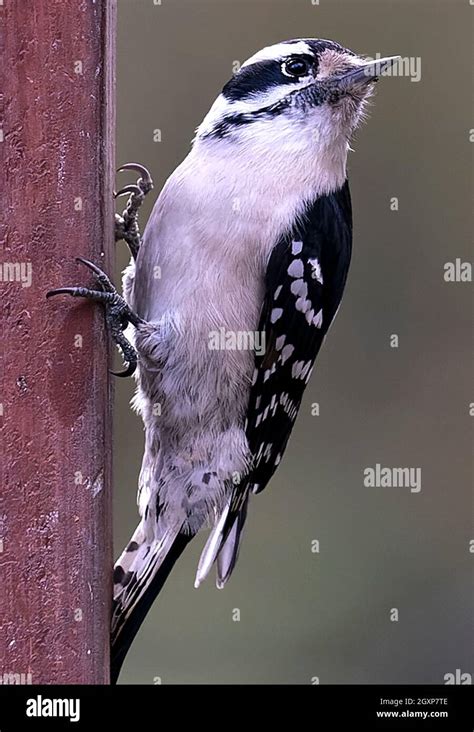 Deck Pole Hi Res Stock Photography And Images Alamy