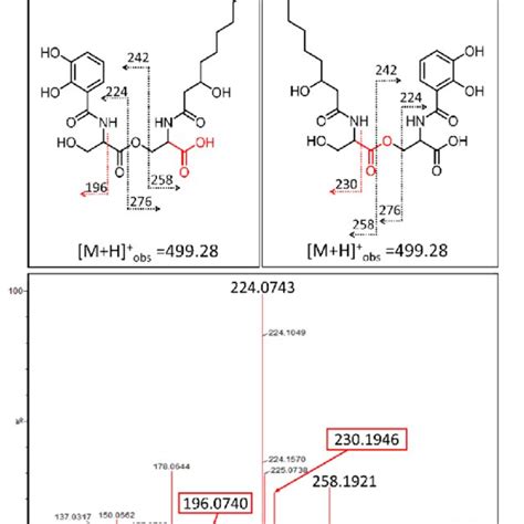 The Possible Tri Ser C100−oh Fragments That Could Arise From Ester