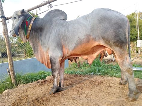 ប្លែកទៀតហើយ នៅខ្មែរ មានអ្នកធ្វើខួបកំណេីតគម្រប់៥ឆ្នាំ ឲ្យគោទៀត Khmerload Cambodia Latest News