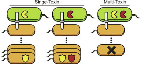 Decoding Resistance In The Age Of T6ss Warfare Pnas