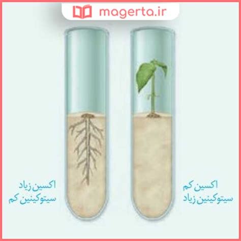 جواب فعالیت های فصل نهم زیست یازدهم تجربی ماگرتا