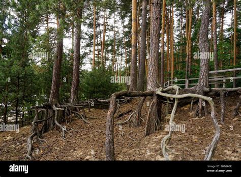 Exposed Tree Root System Hi Res Stock Photography And Images Alamy