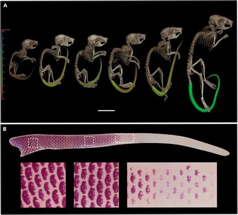 Development Of Osteoderms In Acomys A Timed Series Of Scans Of Acomys Download Scientific