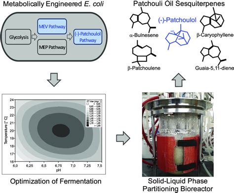 Whole Cell Production Of Patchouli Oil Sesquiterpenes In Escherichia