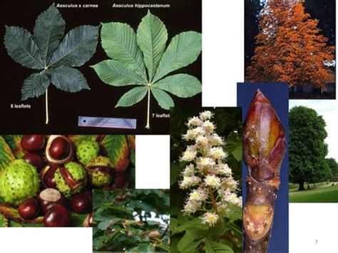 Tree Identification Karteikarten Quizlet Tree Identification Karteikarten Quizlet