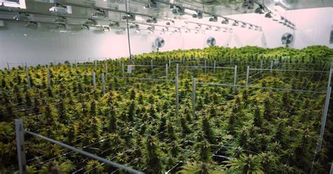 Ontario Cannabis Company Laying Off 800 Workers And Closing Facilities