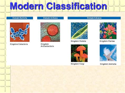Ppt Classification Powerpoint Presentation Free Download Id4730313