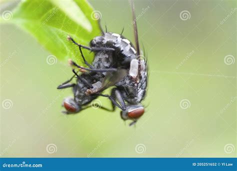 Wild Fly Diptera Having Sex Mating Fly Insect Isolated Stock Photo Image Of Isolated Micro