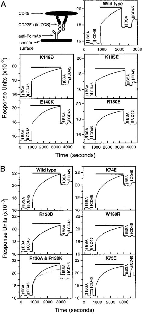 Analysis Of Cd45 Binding To Cd22 Mutants An Outline Of The Approach