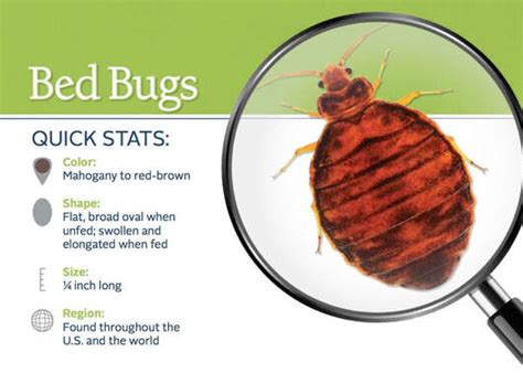 Bed Bug And Cockroach Resources