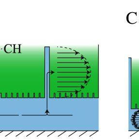Geometrical Model Of The Ventral Toe Pad Epidermis In A Tree Frog With Download Scientific