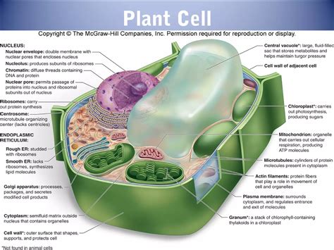 Chapter 3cell Structures And Fuctions Ppt