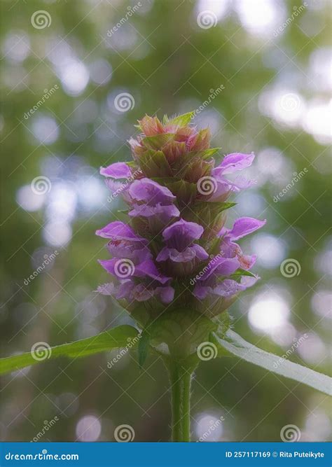 Prunella Vulgaris Stock Image Image Of Herbaceous Grass 257117169