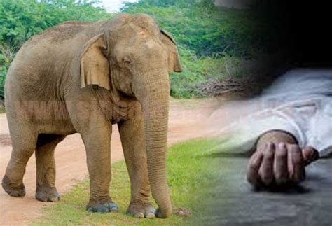 වන අලි ප්‍රහාරයකින් අයෙක් මරුට