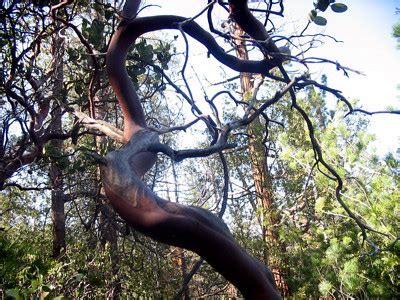 Sex Tree Two Kinds Of Bark Mingling Joshua Tuscan Flickr