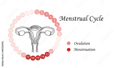 Menstrual Cycle Female Calendar Planner Design Continuous One Line Of Uterus Organ Silhouette