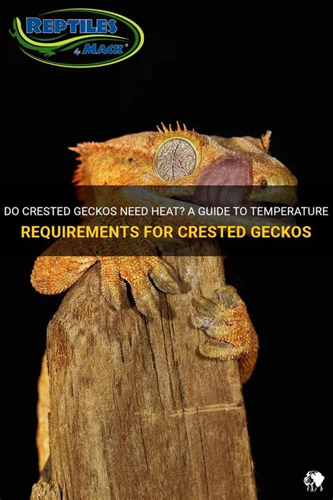 Do Crested Geckos Need Heat A Guide To Temperature Requirements For