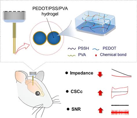 Developing Novel Conducting Polymer Hydrogel Interpenetrating Networks