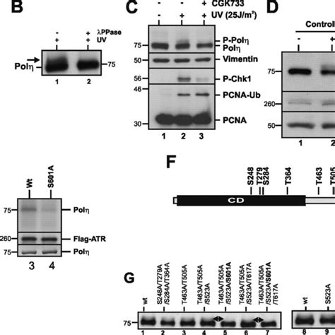 Use Of Phospho Specific Antibody To Characterize Polη Phosphorylation
