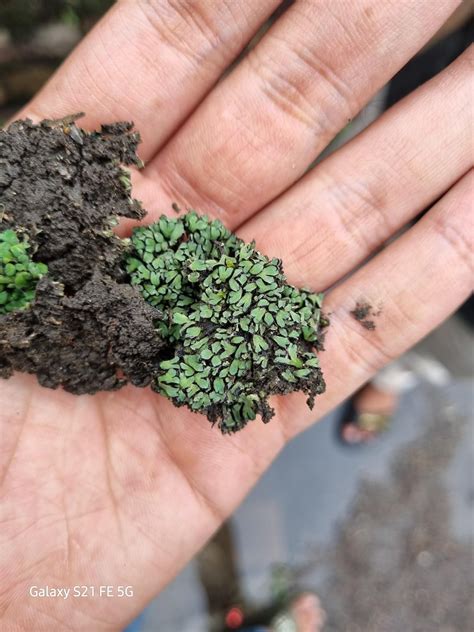 Bryophytes R Bryology