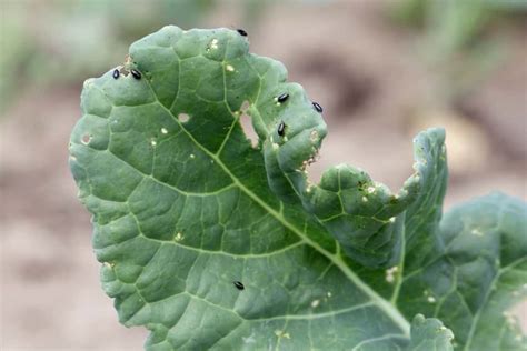 10 Tomato Pests That Will Destroy Your Tomato Plants Tomato Bible