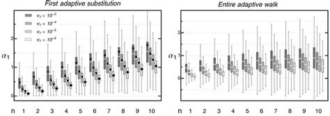 Distribution Of The Size α1 Of The First Adaptive Substitution Left