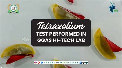 Tetrazolium Test Performed In GGAS HI Tech Lab Agritech Seeds