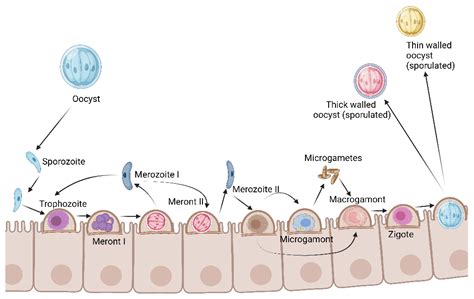 Bioactive Peptides Against Human Apicomplexan Parasites