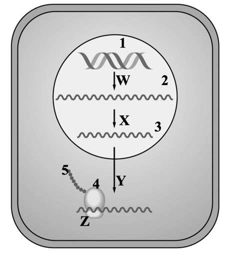 Exam 1 Diagram Quizlet